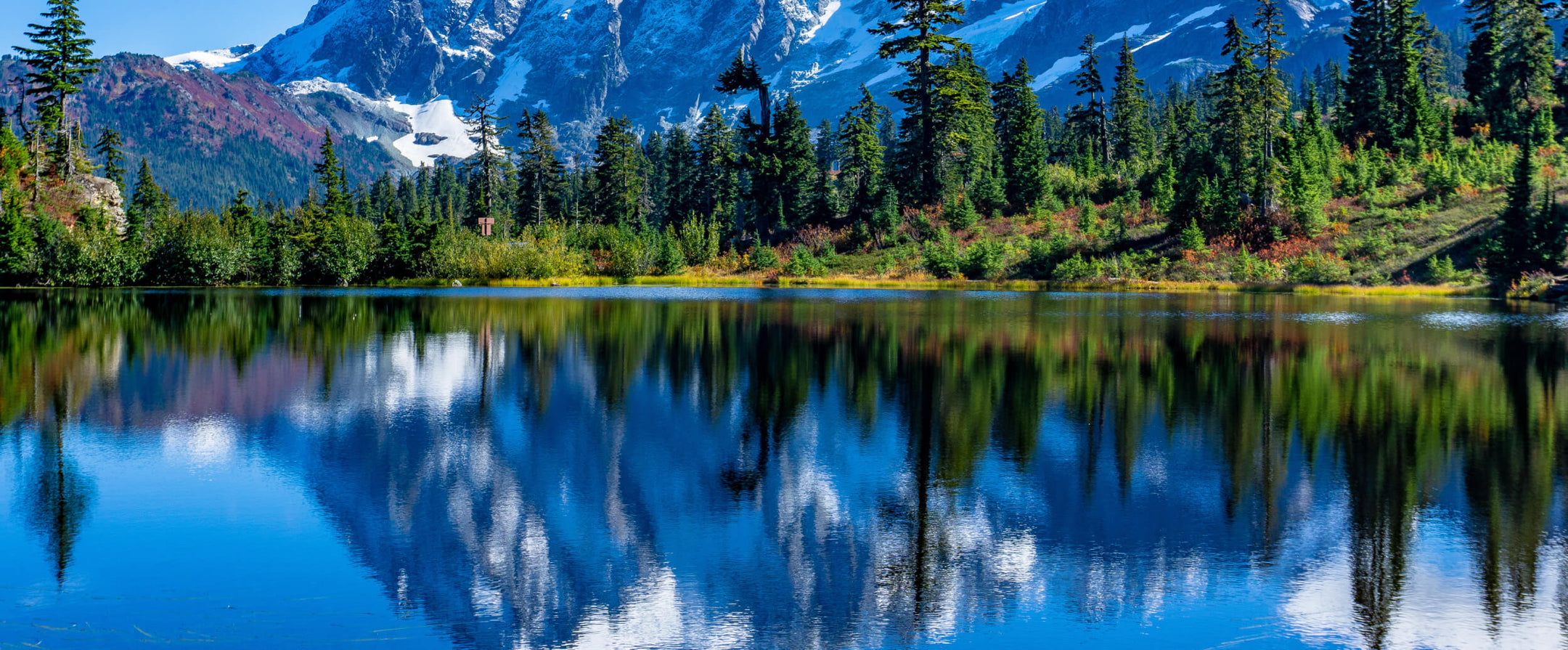 Collections – Blue Clover Devices